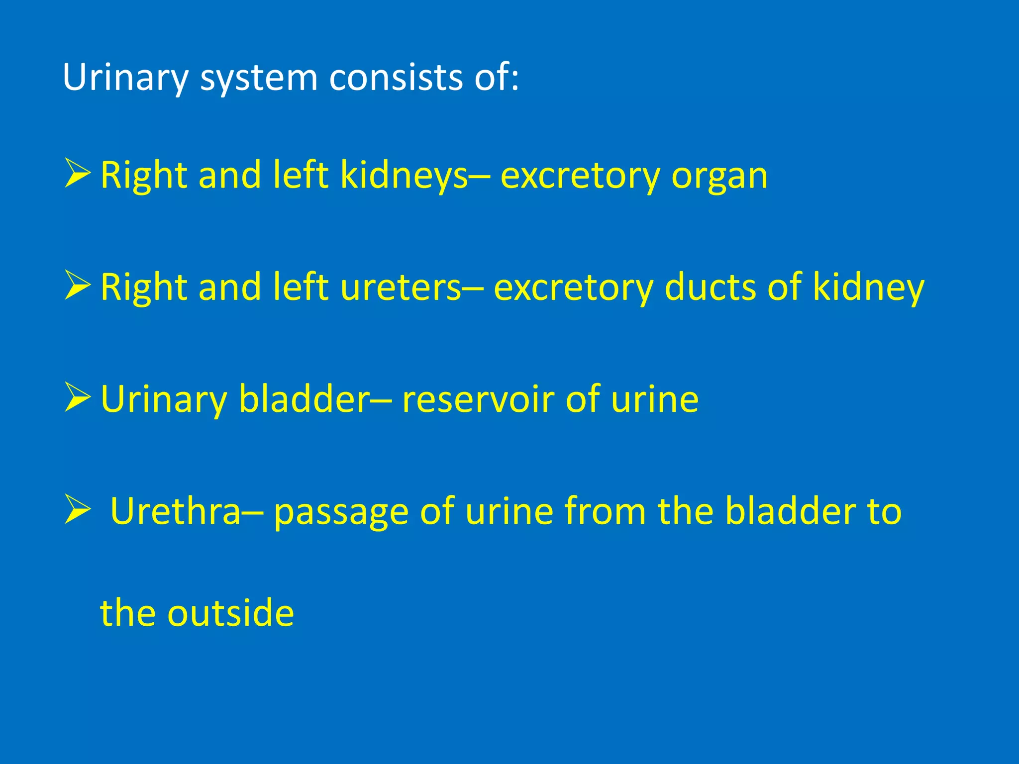 Excretory system | PPT
