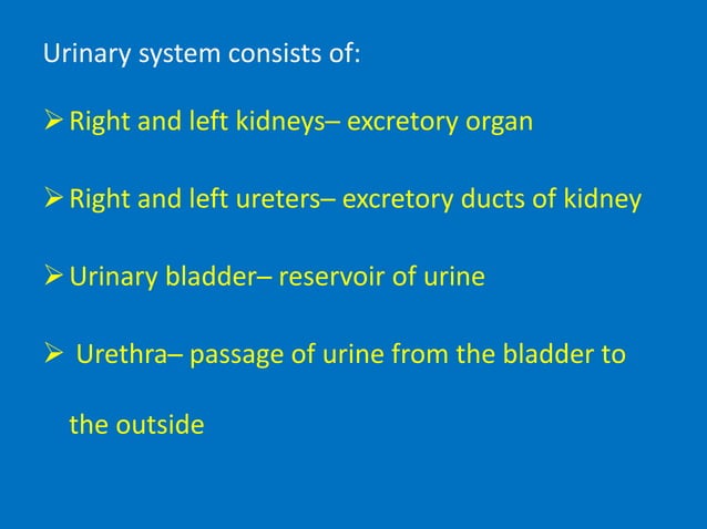 Excretory system | PPT