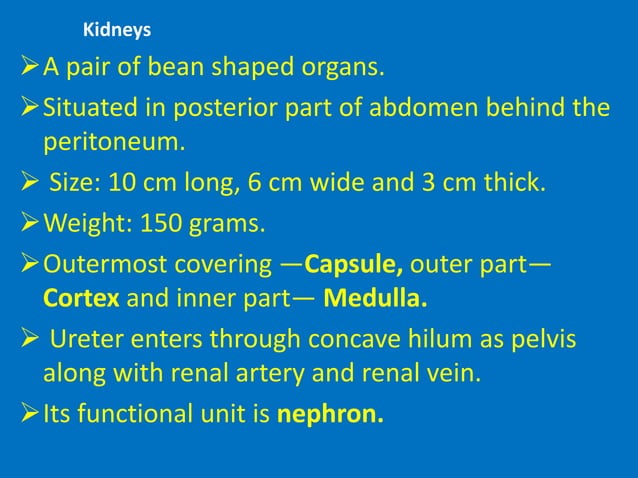Excretory system | PPT