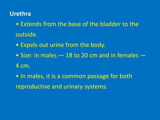 Excretory system | PPTX