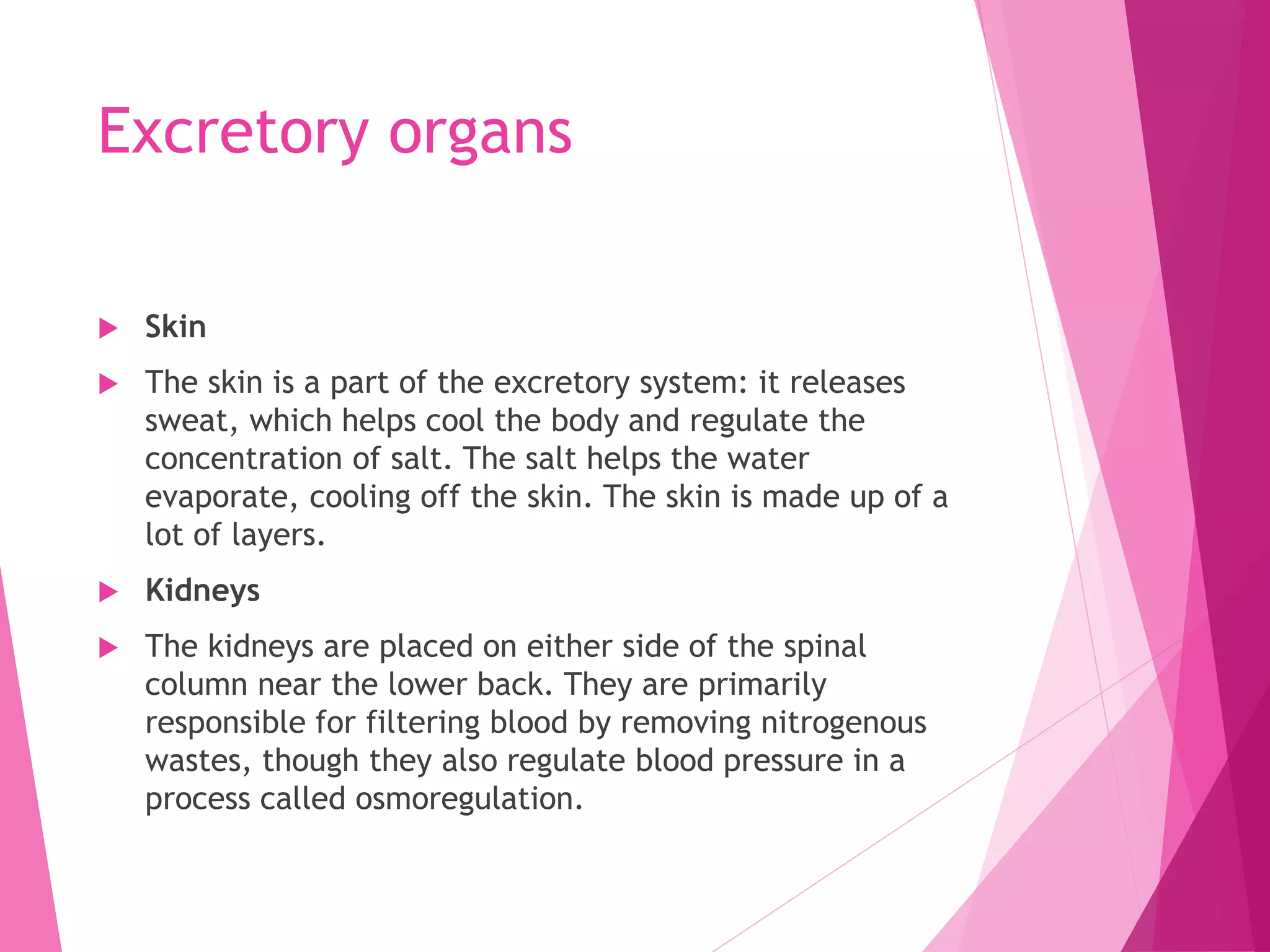 Excretory system | PPTX