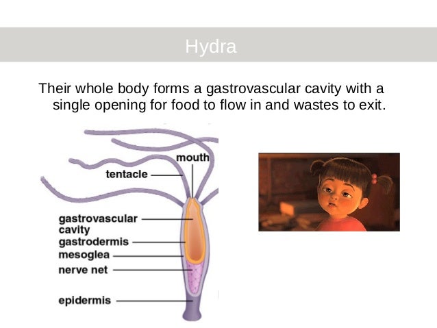 Excretory system