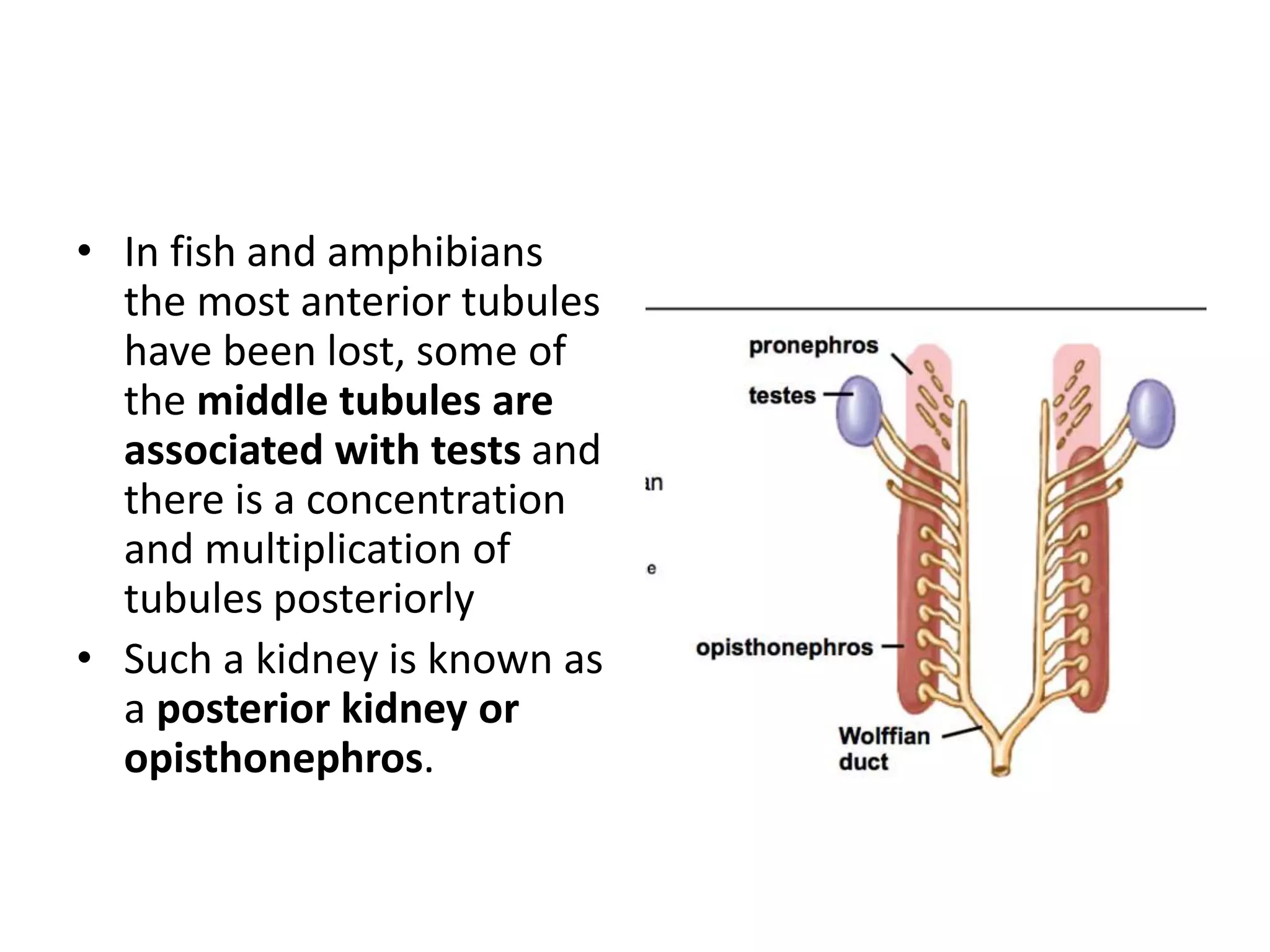 Excretory system of fishes | PPTX