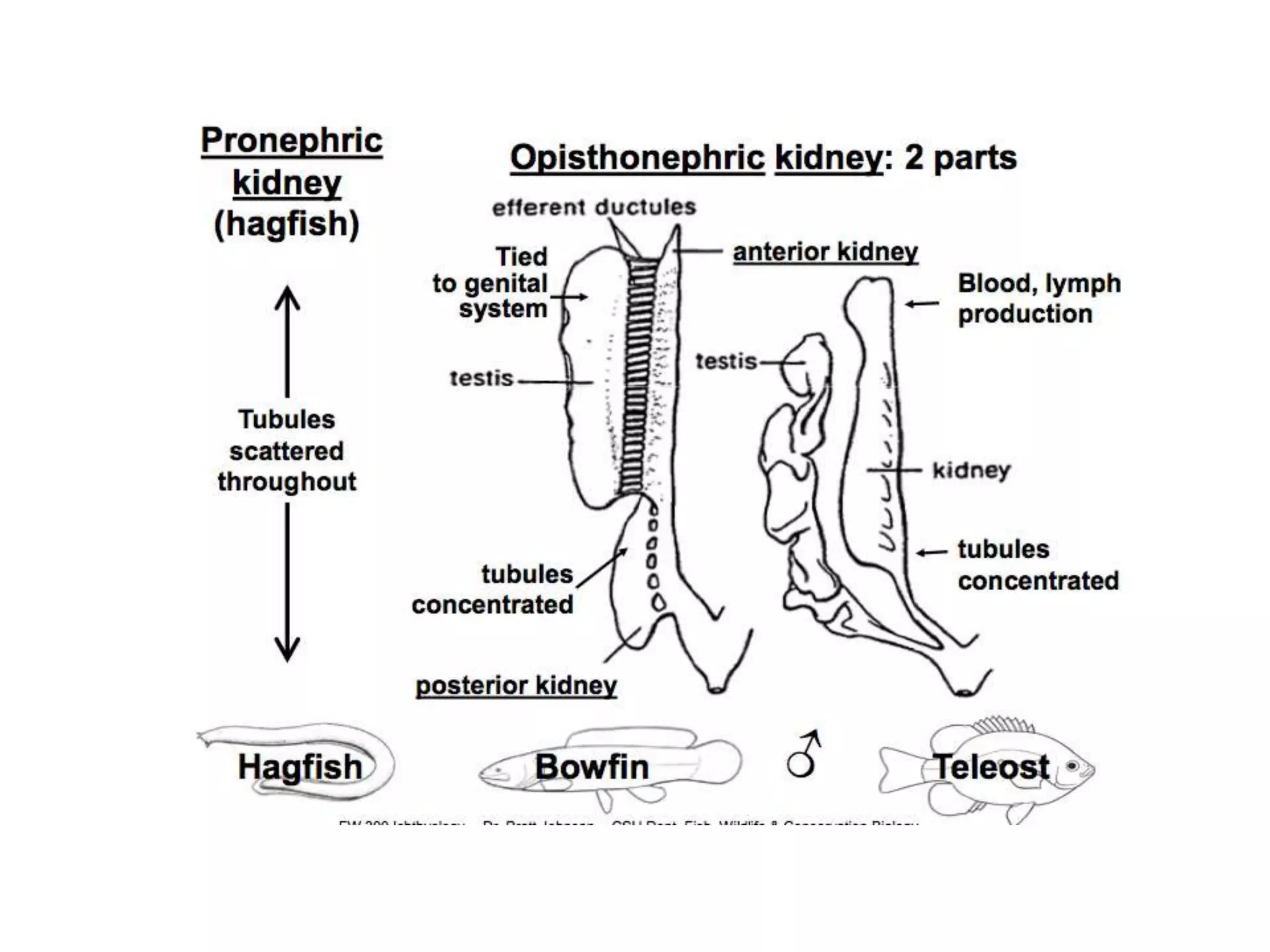 Excretory system of fishes | PPTX