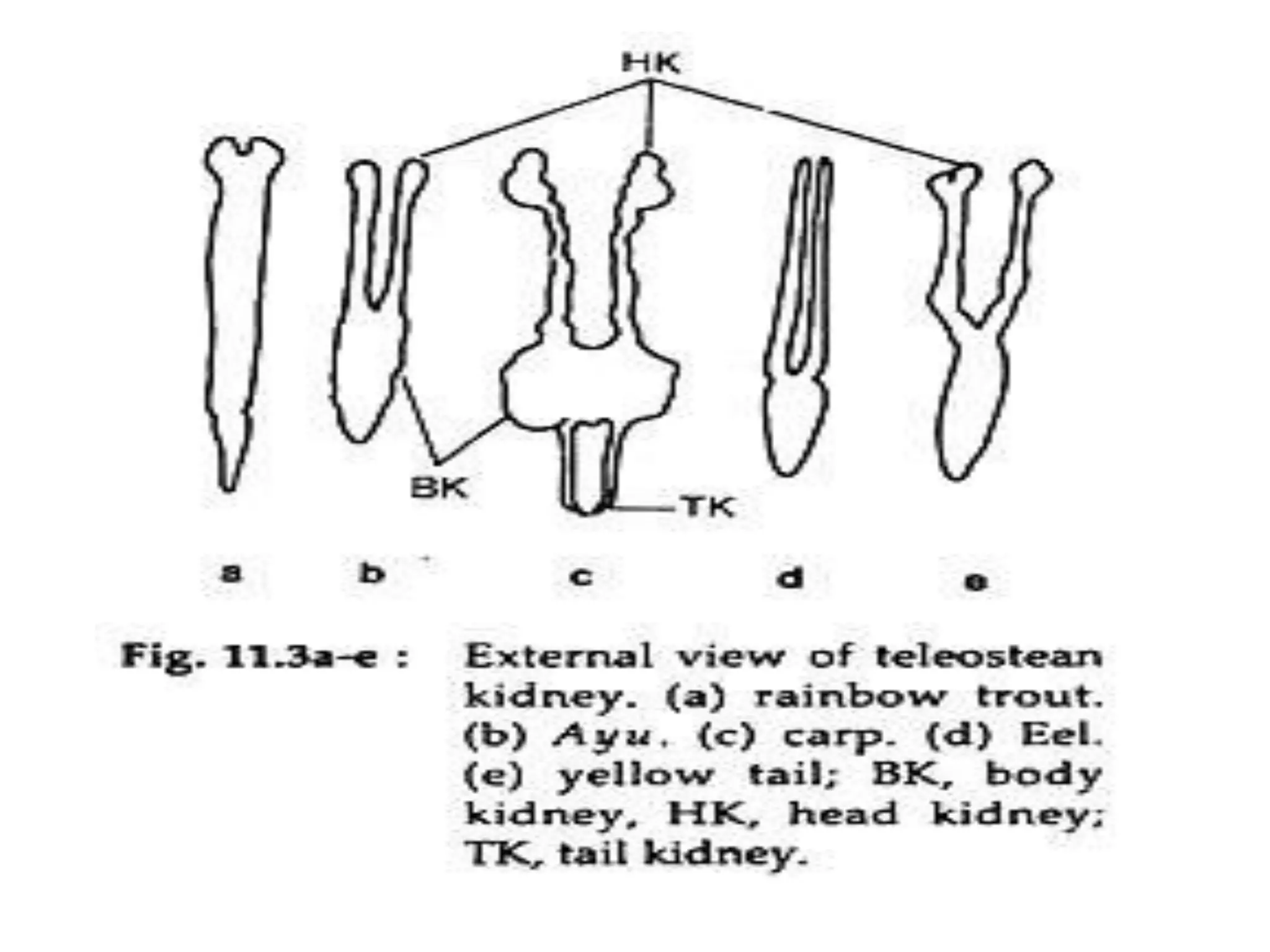 Excretory system of fishes | PPTX