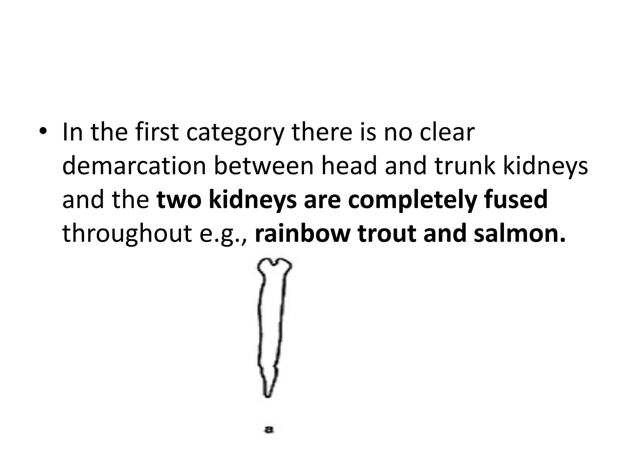 Excretory system of fishes | PPTX