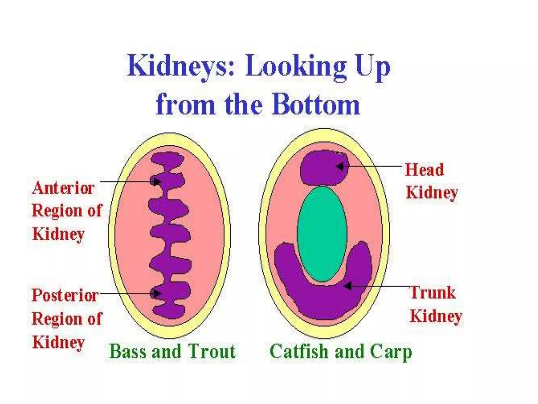 Excretory system of fishes | PPTX