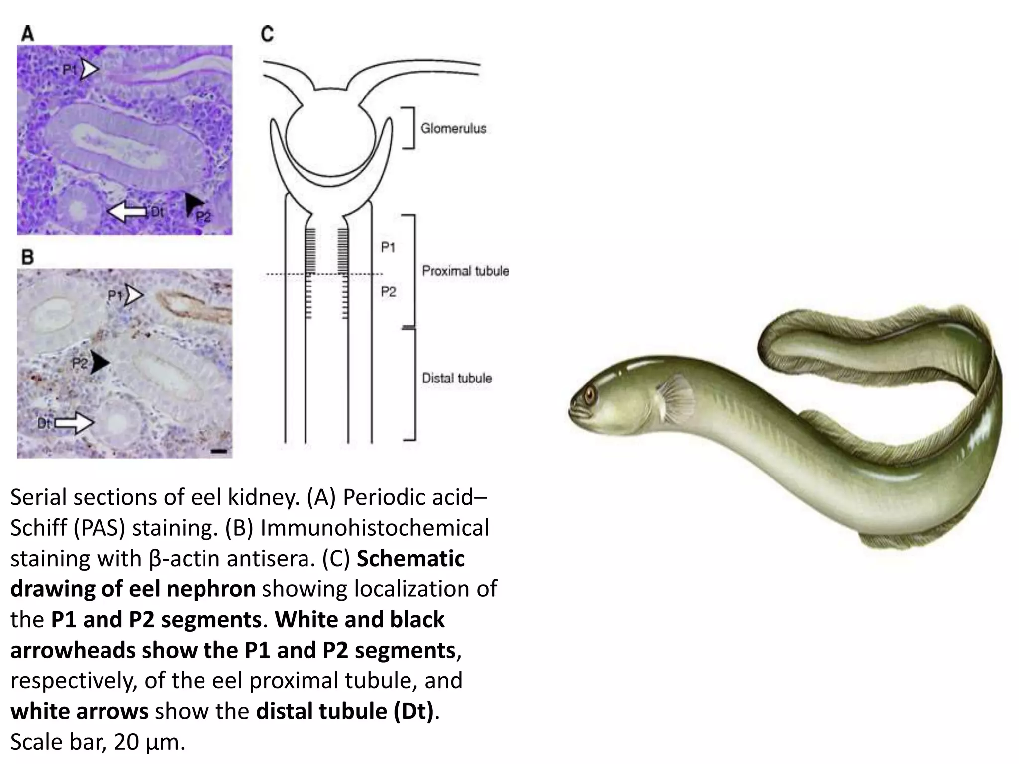 Excretory system of fishes | PPTX