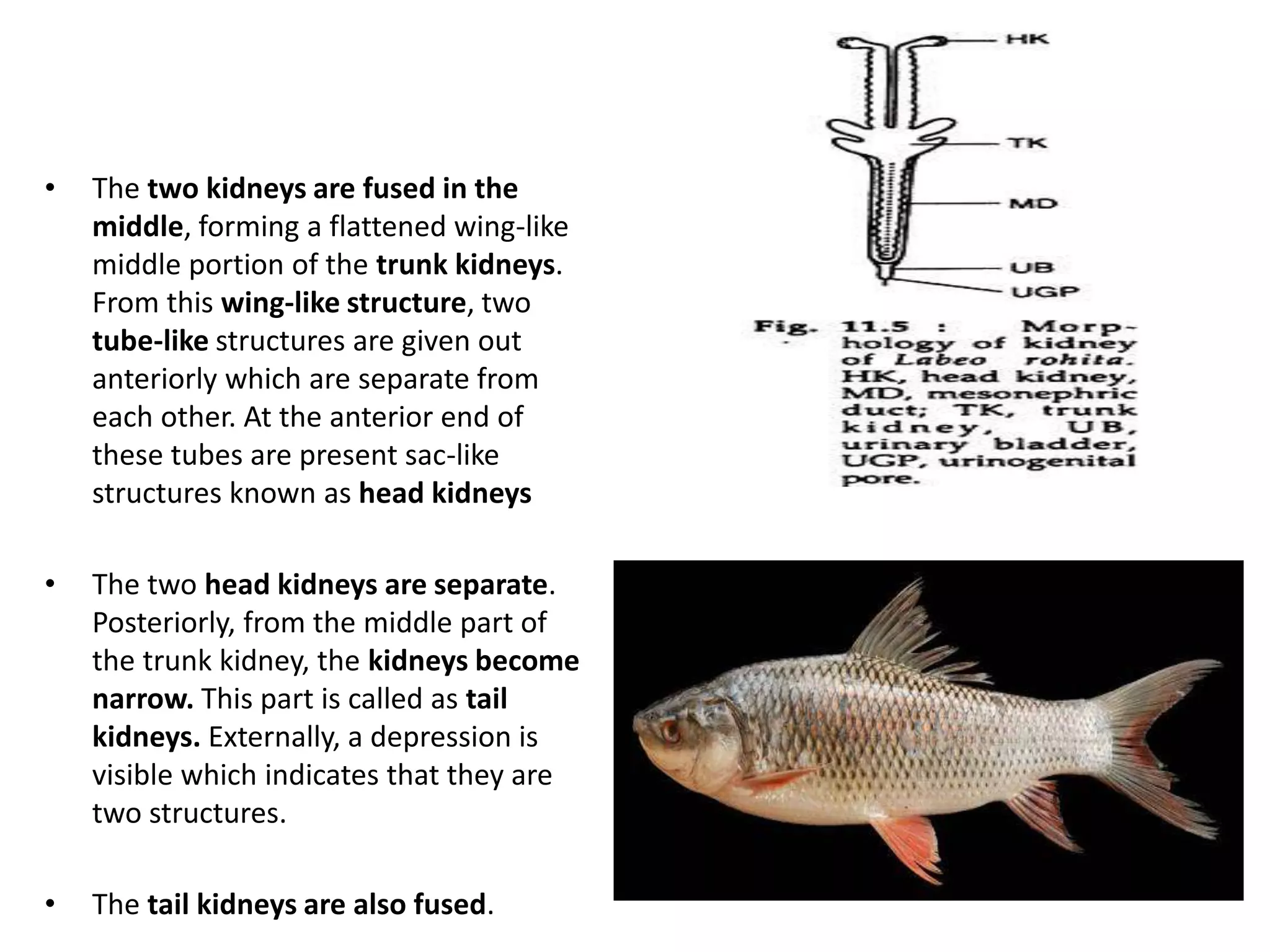 Excretory system of fishes | PPTX