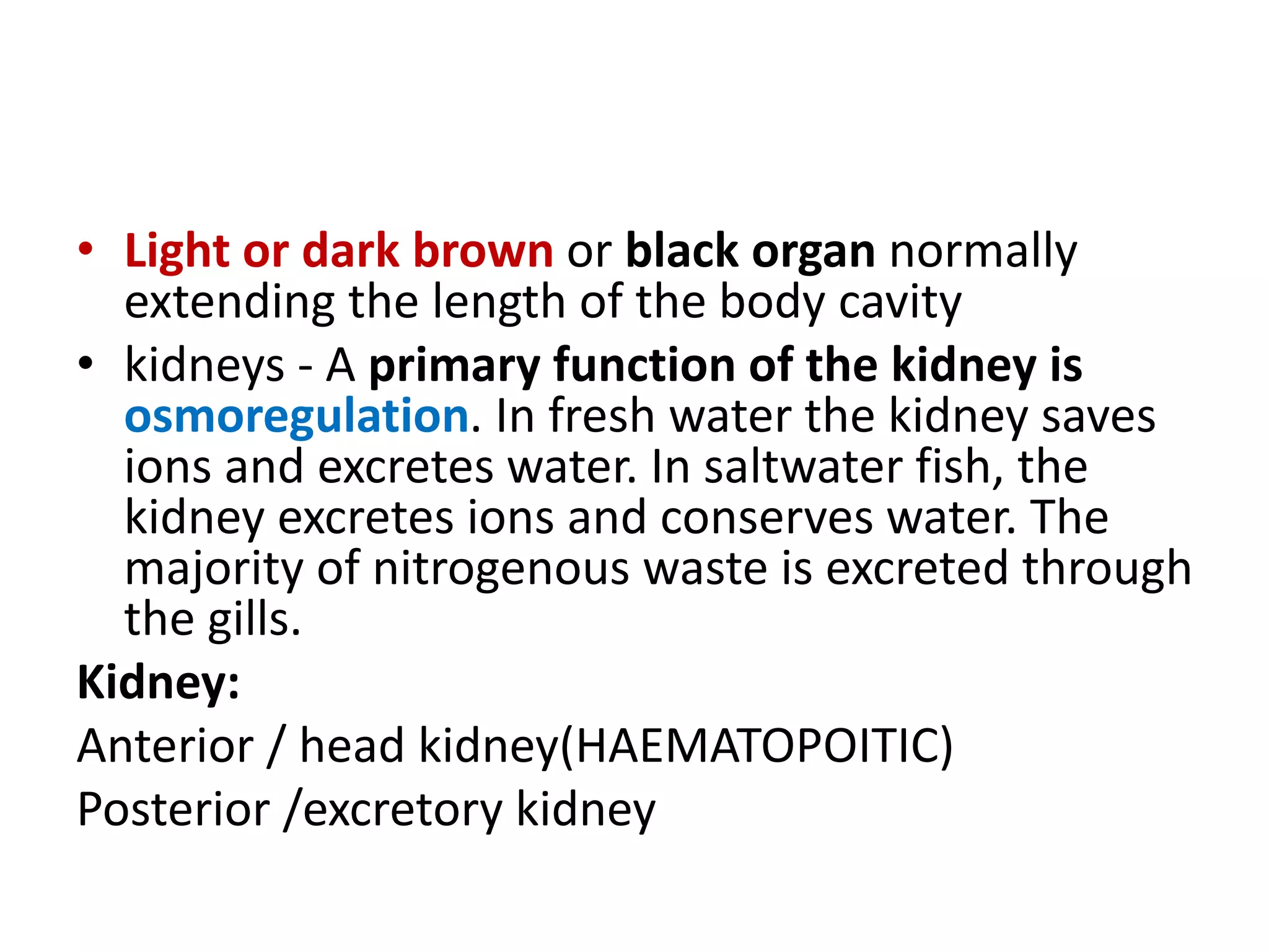 Excretory system of fishes | PPTX
