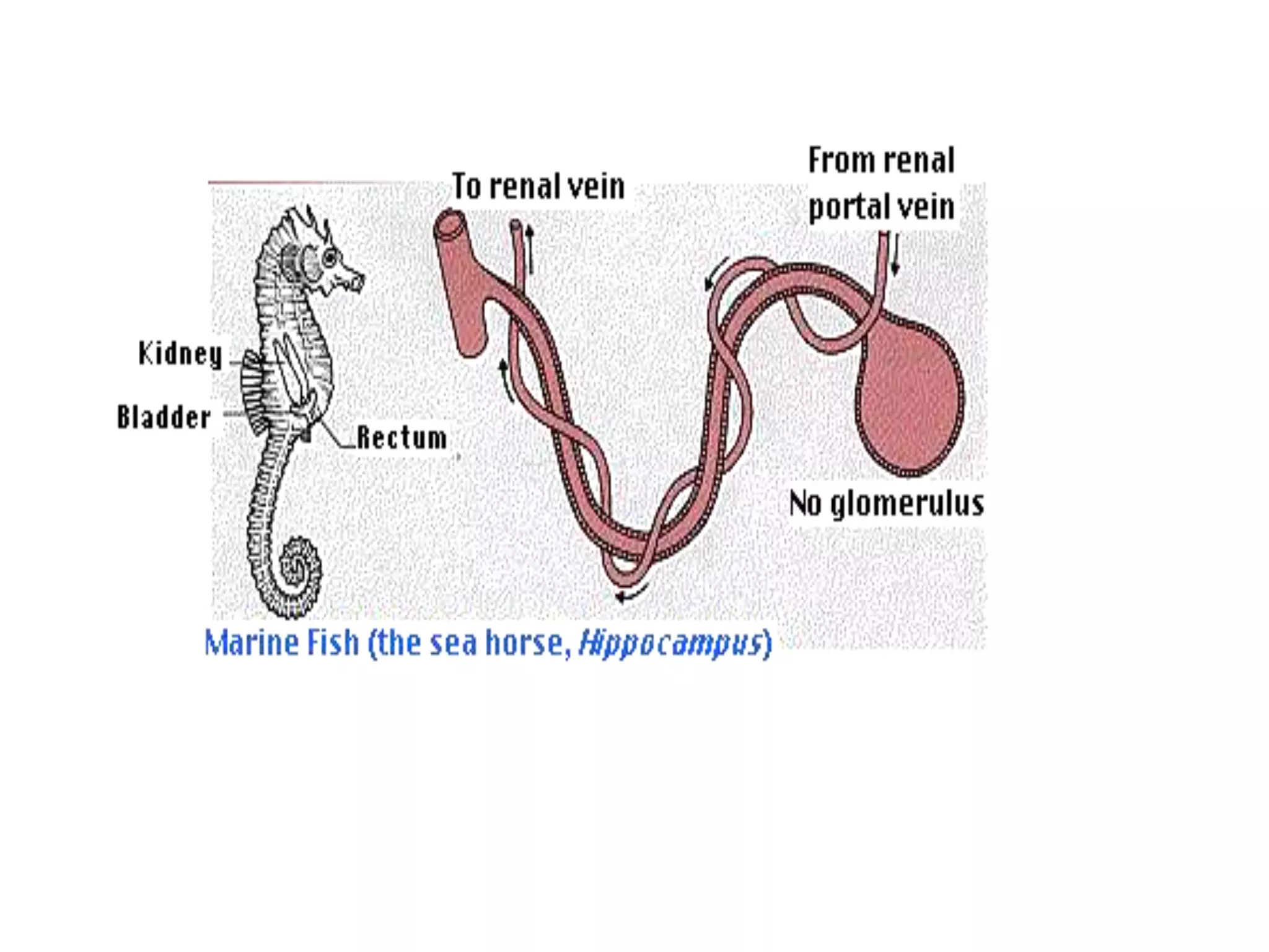 Excretory system of fishes | PPTX