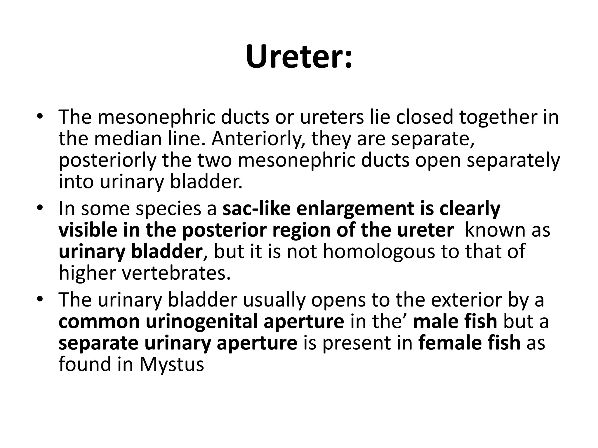 Excretory system of fishes | PPTX