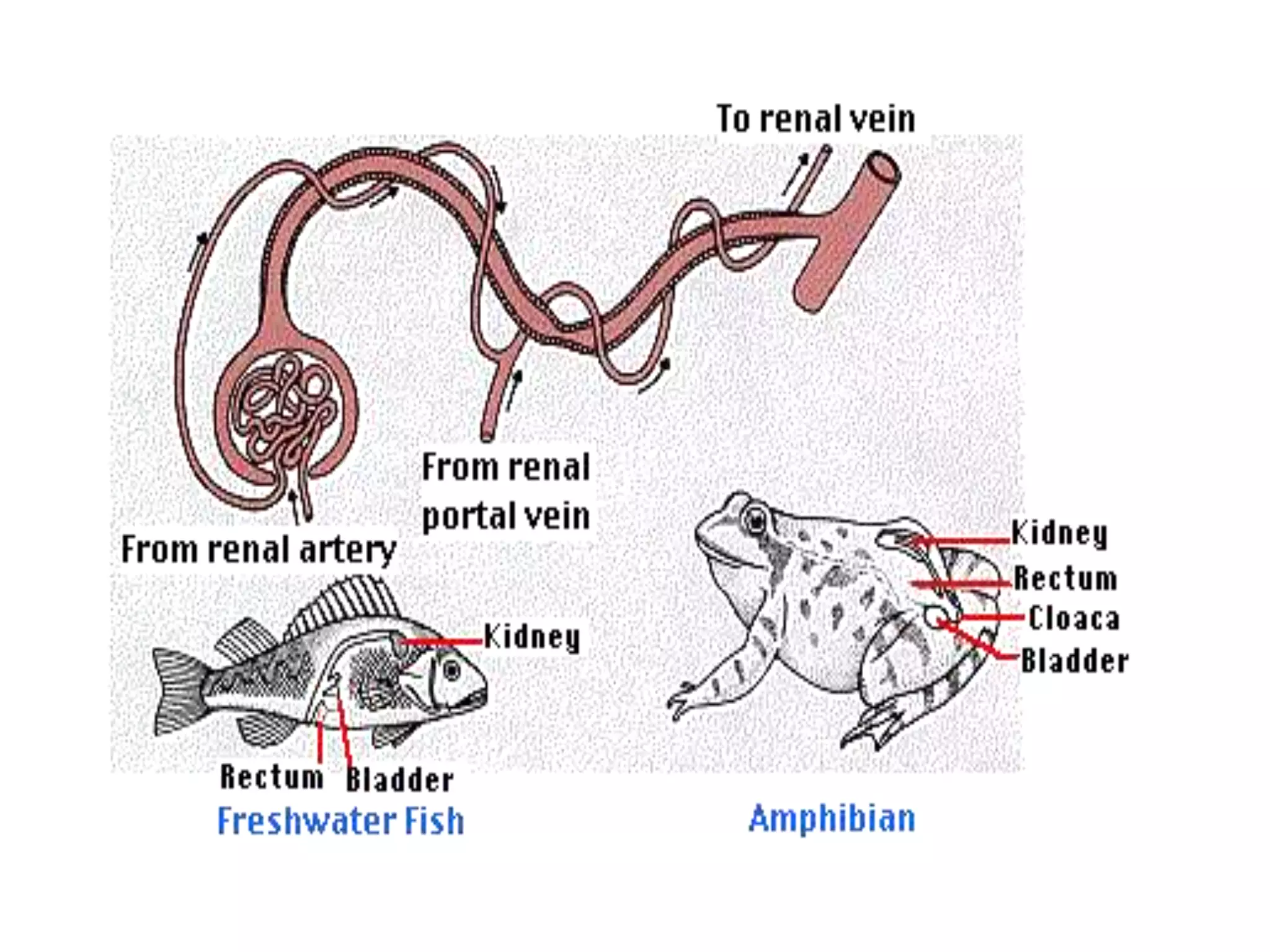 Excretory system of fishes | PPTX