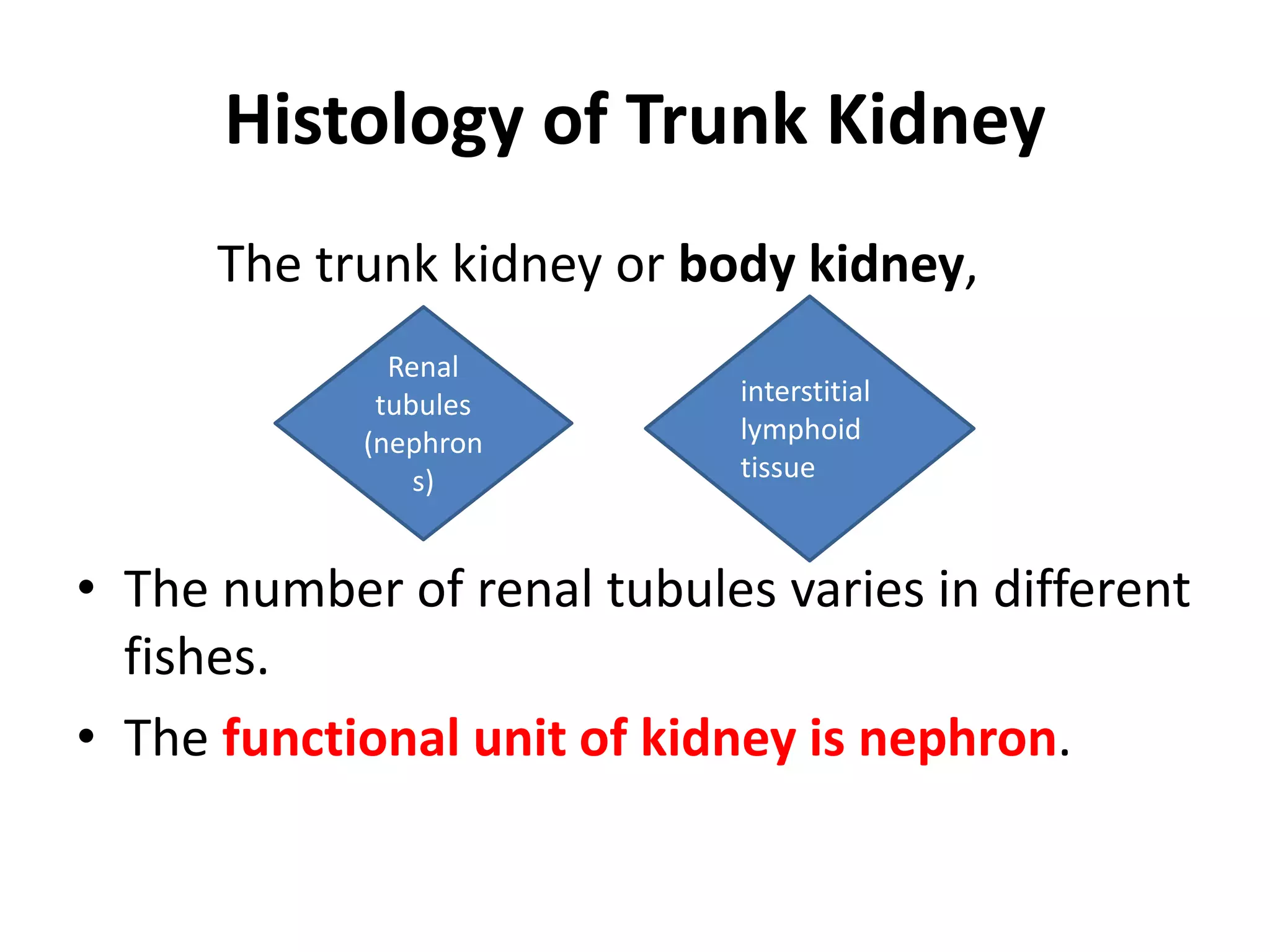 Excretory system of fishes | PPTX