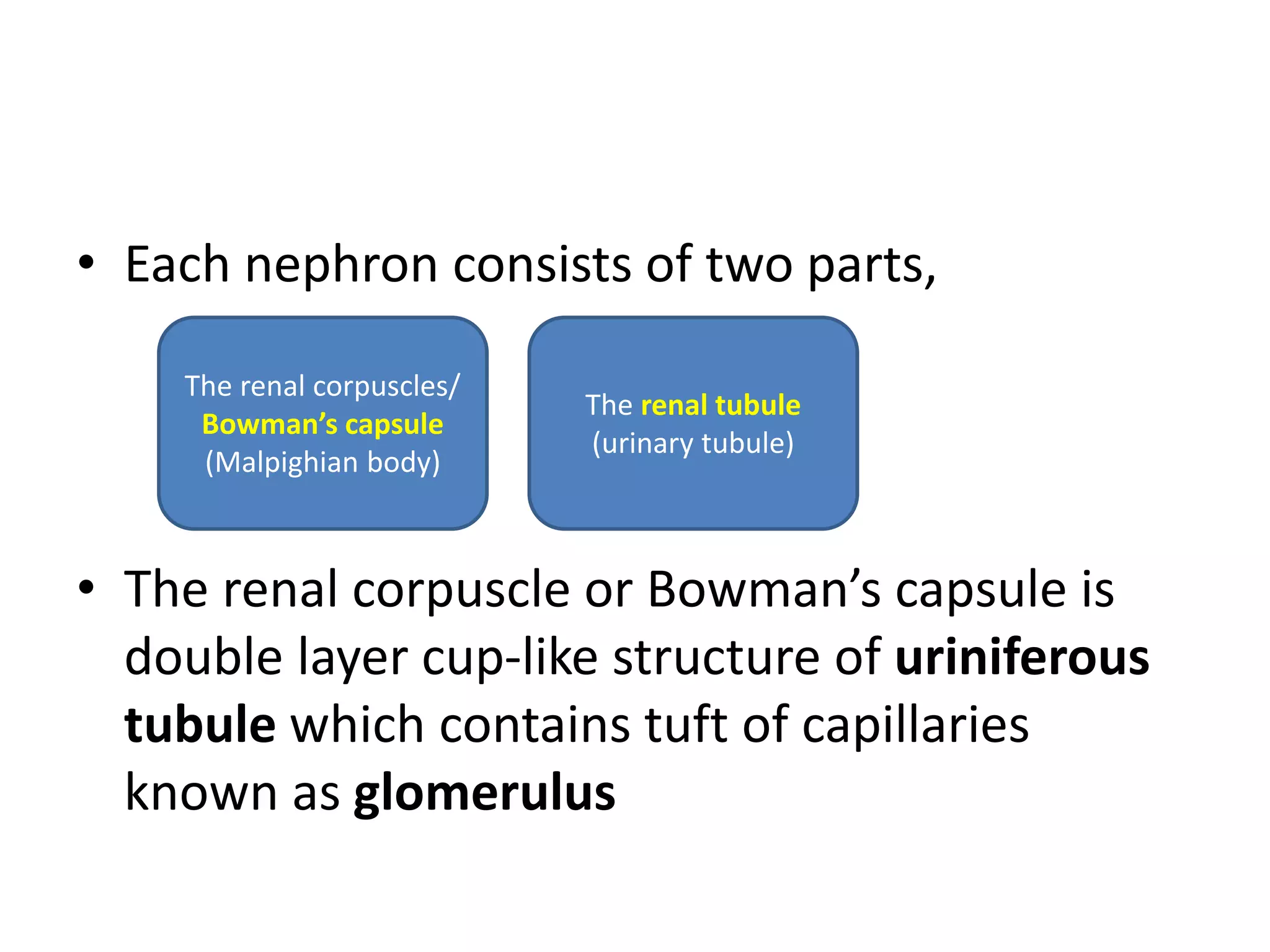 Excretory system of fishes | PPTX