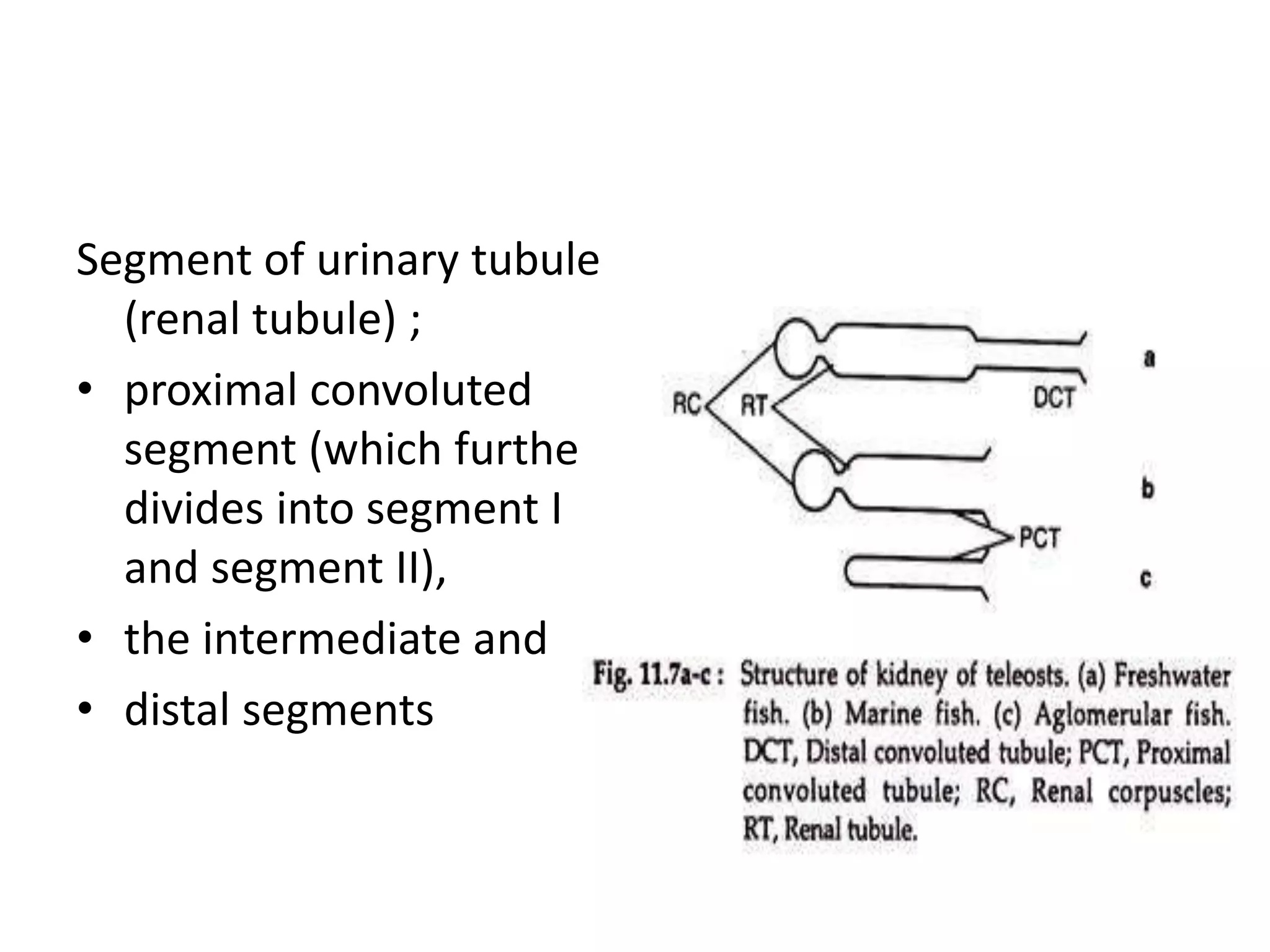 Excretory system of fishes | PPTX