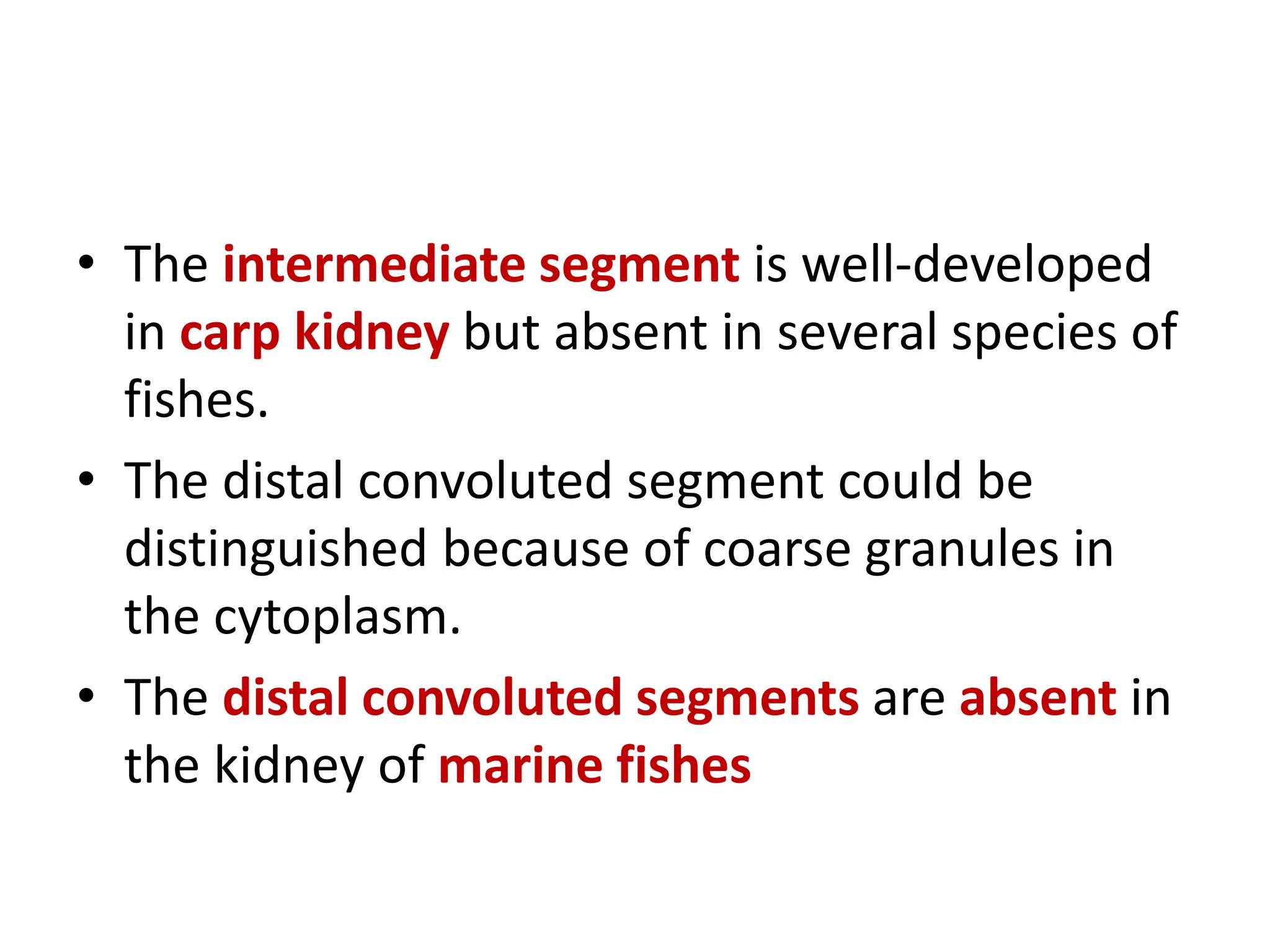 Excretory system of fishes | PPTX