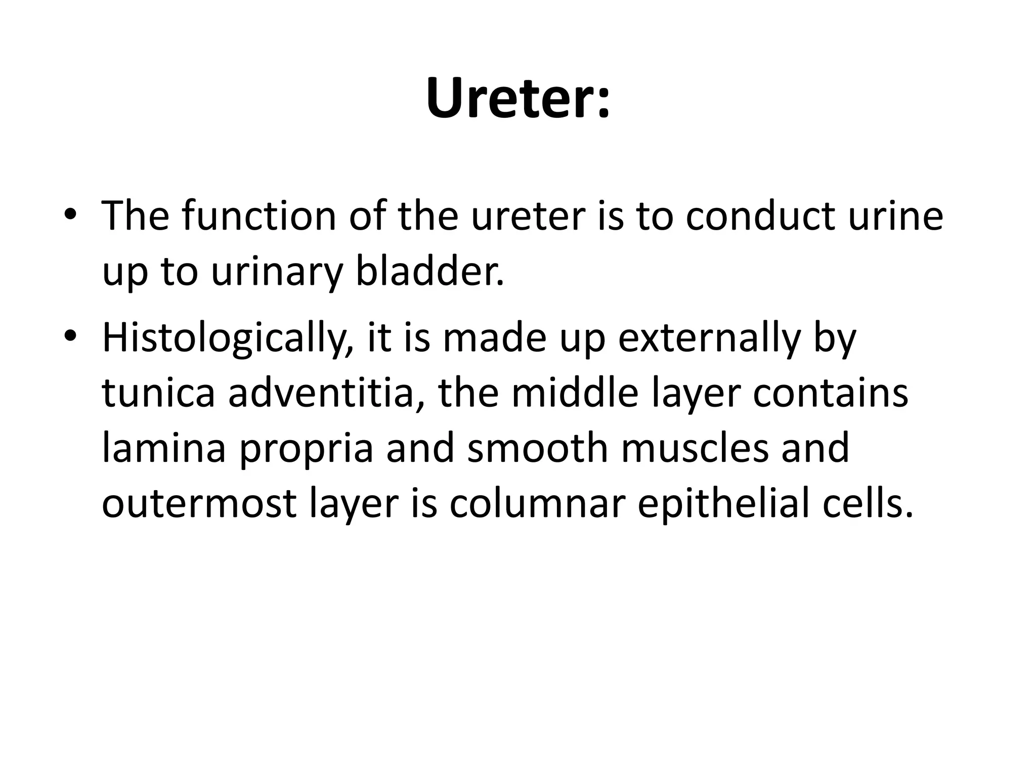 Excretory system of fishes | PPTX