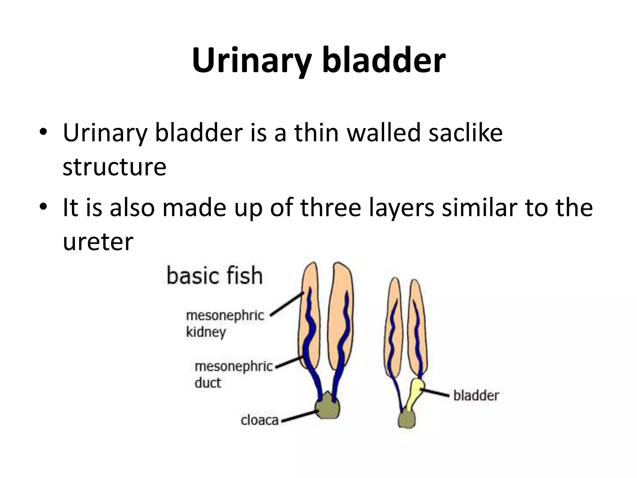 Excretory system of fishes | PPTX