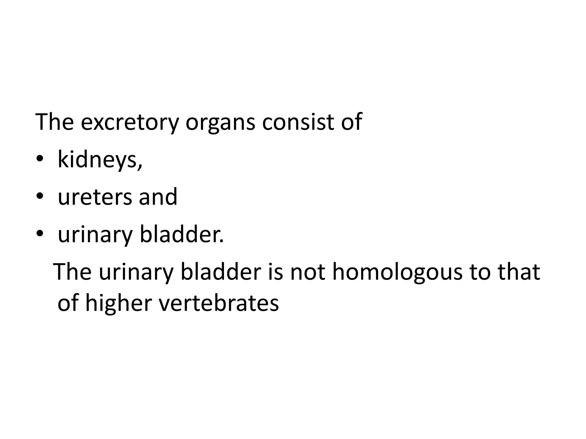 Excretory system of fishes | PPTX
