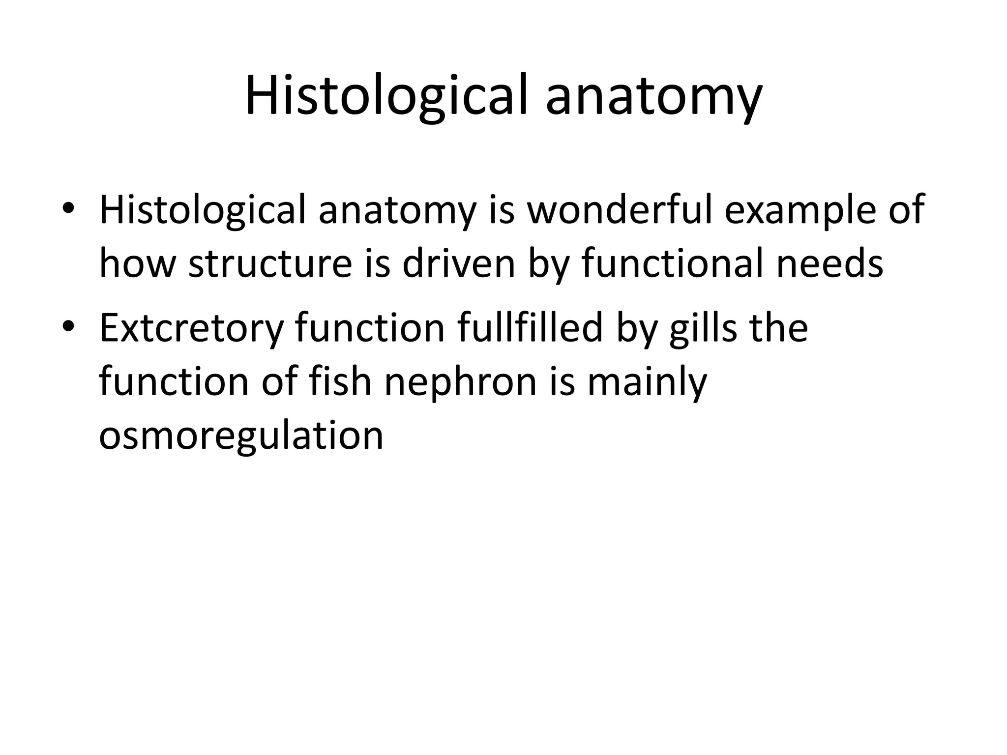 Excretory system of fishes | PPTX