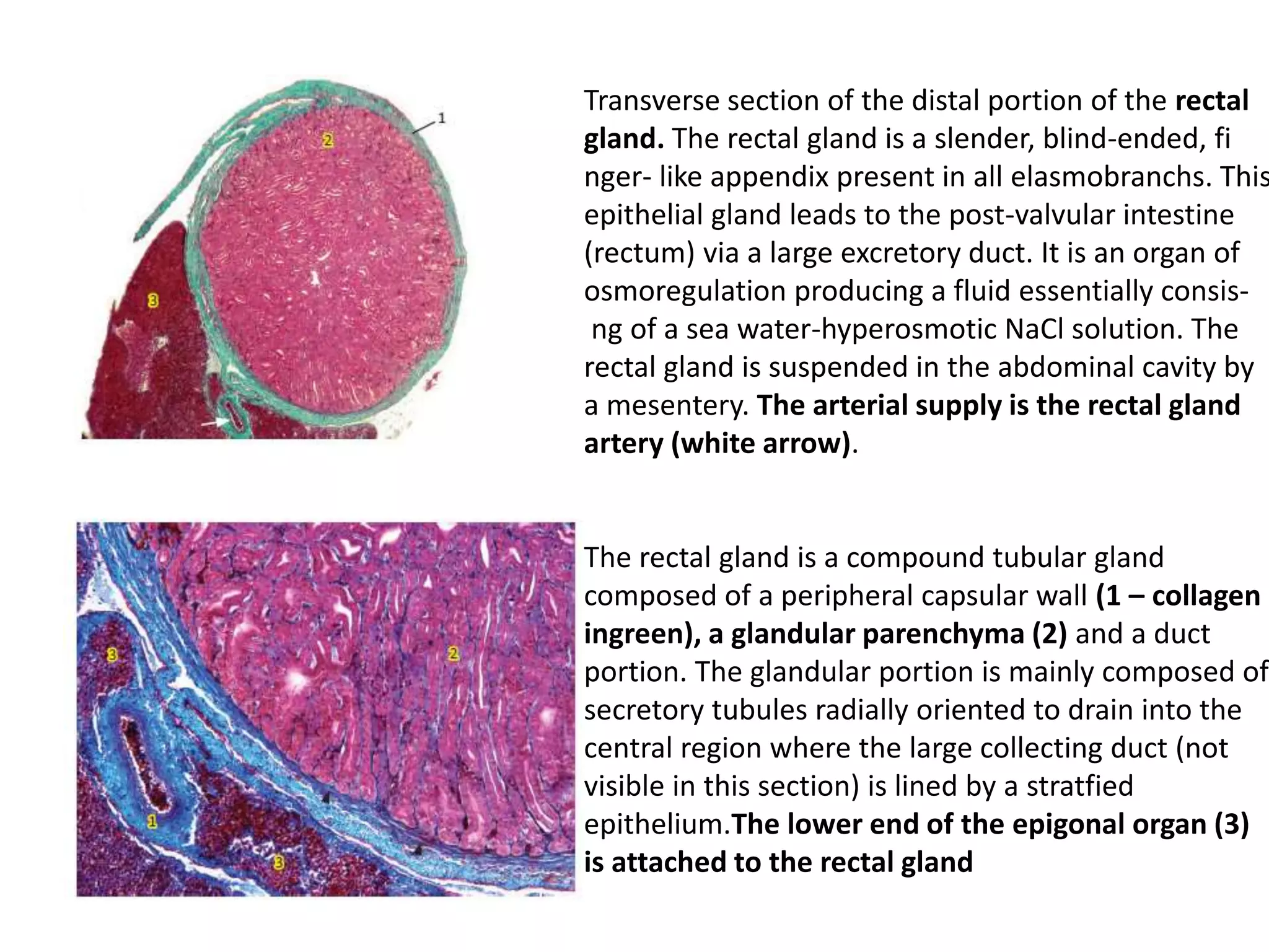 Excretory system of fishes | PPTX