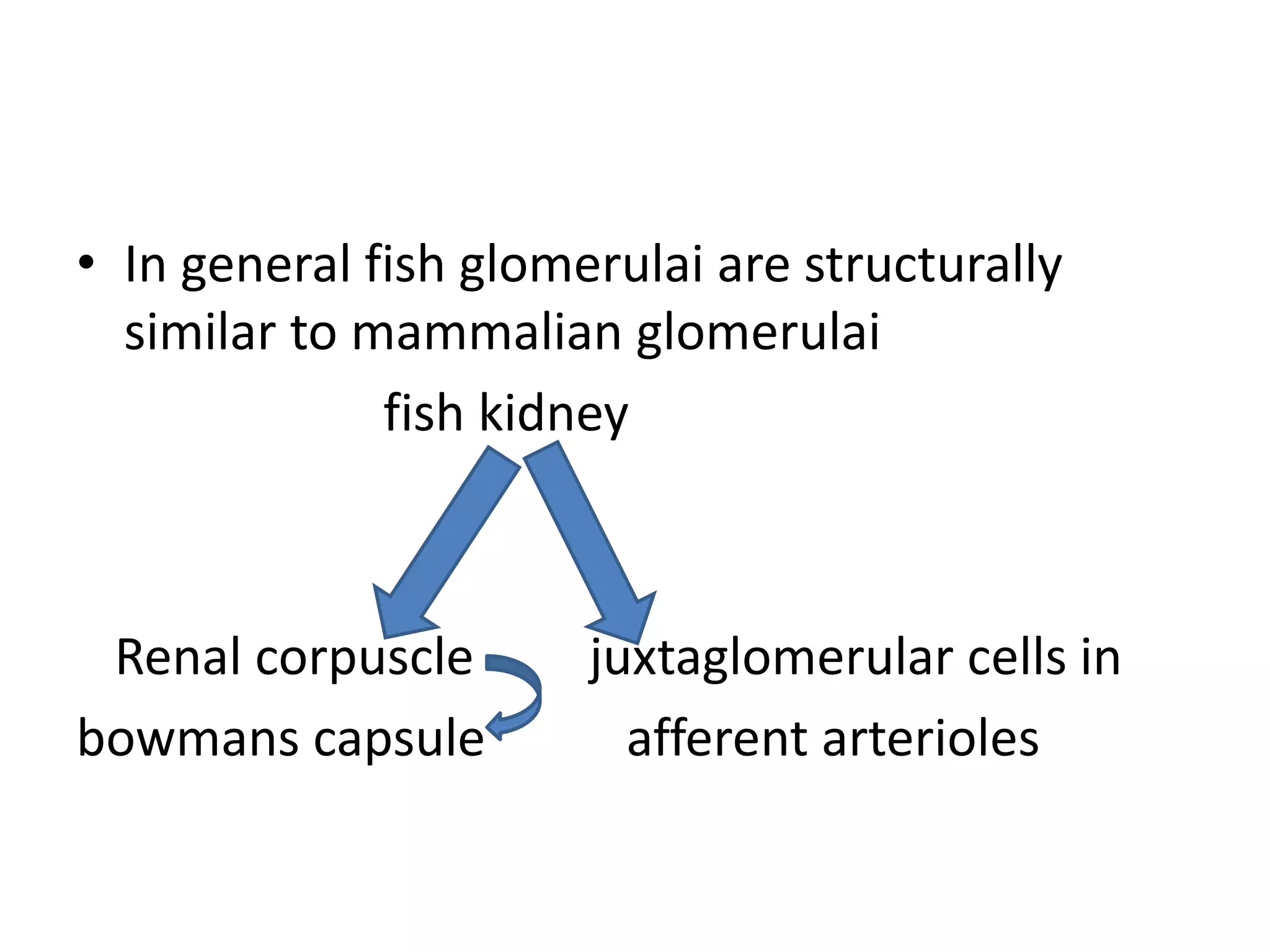 Excretory system of fishes | PPTX