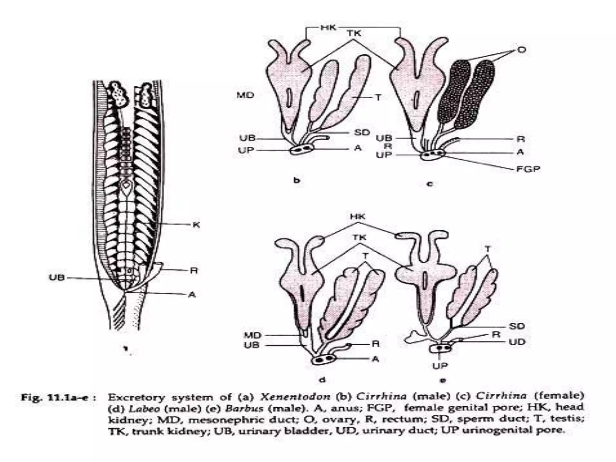 Excretory system of fishes | PPTX