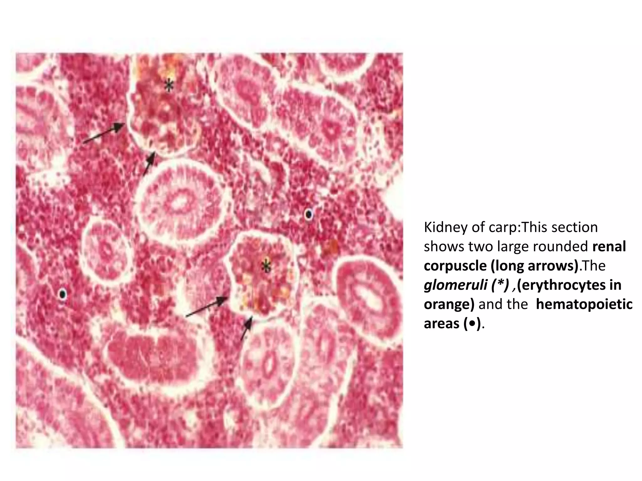 Excretory system of fishes | PPTX