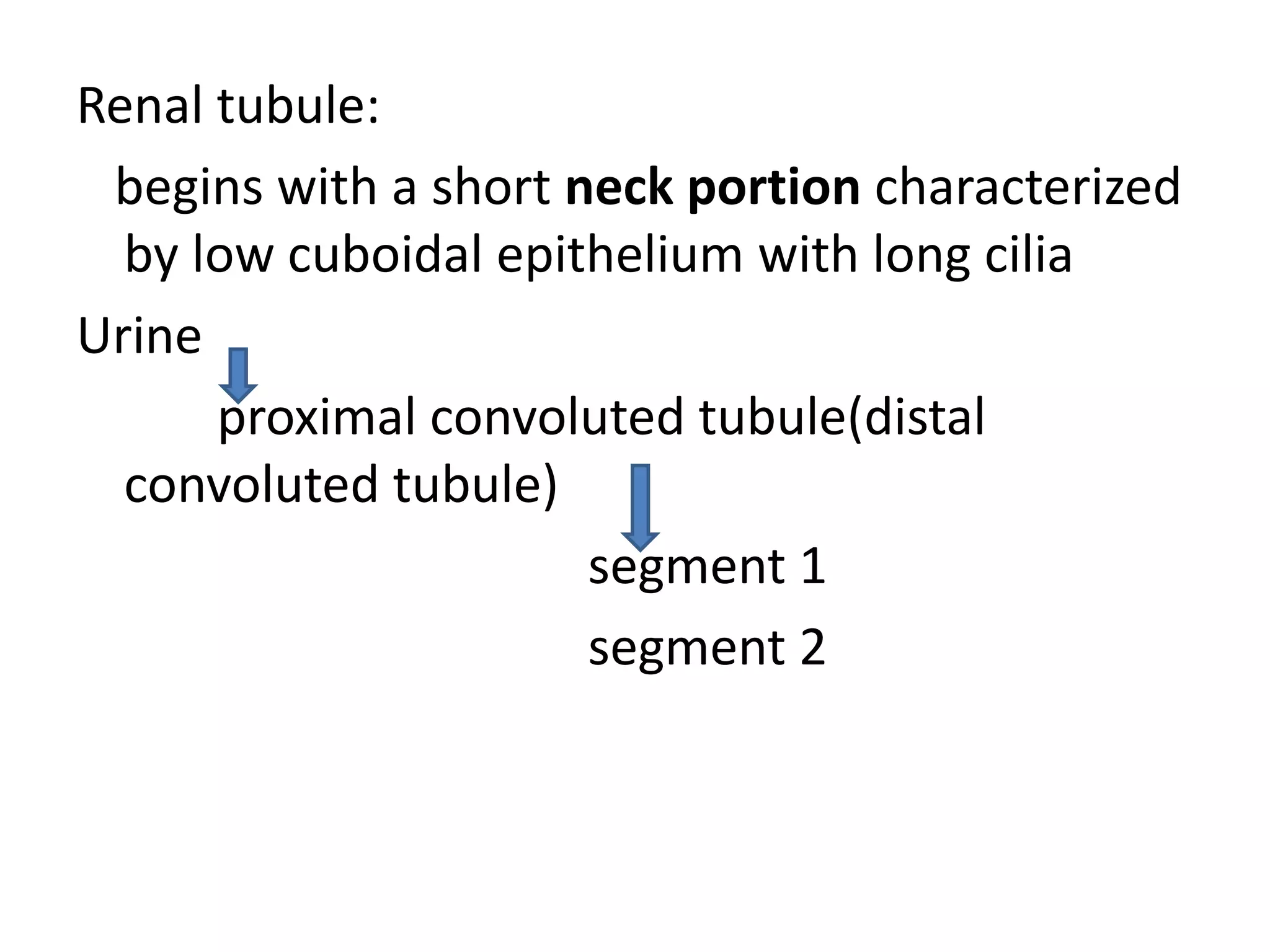 Excretory system of fishes | PPTX