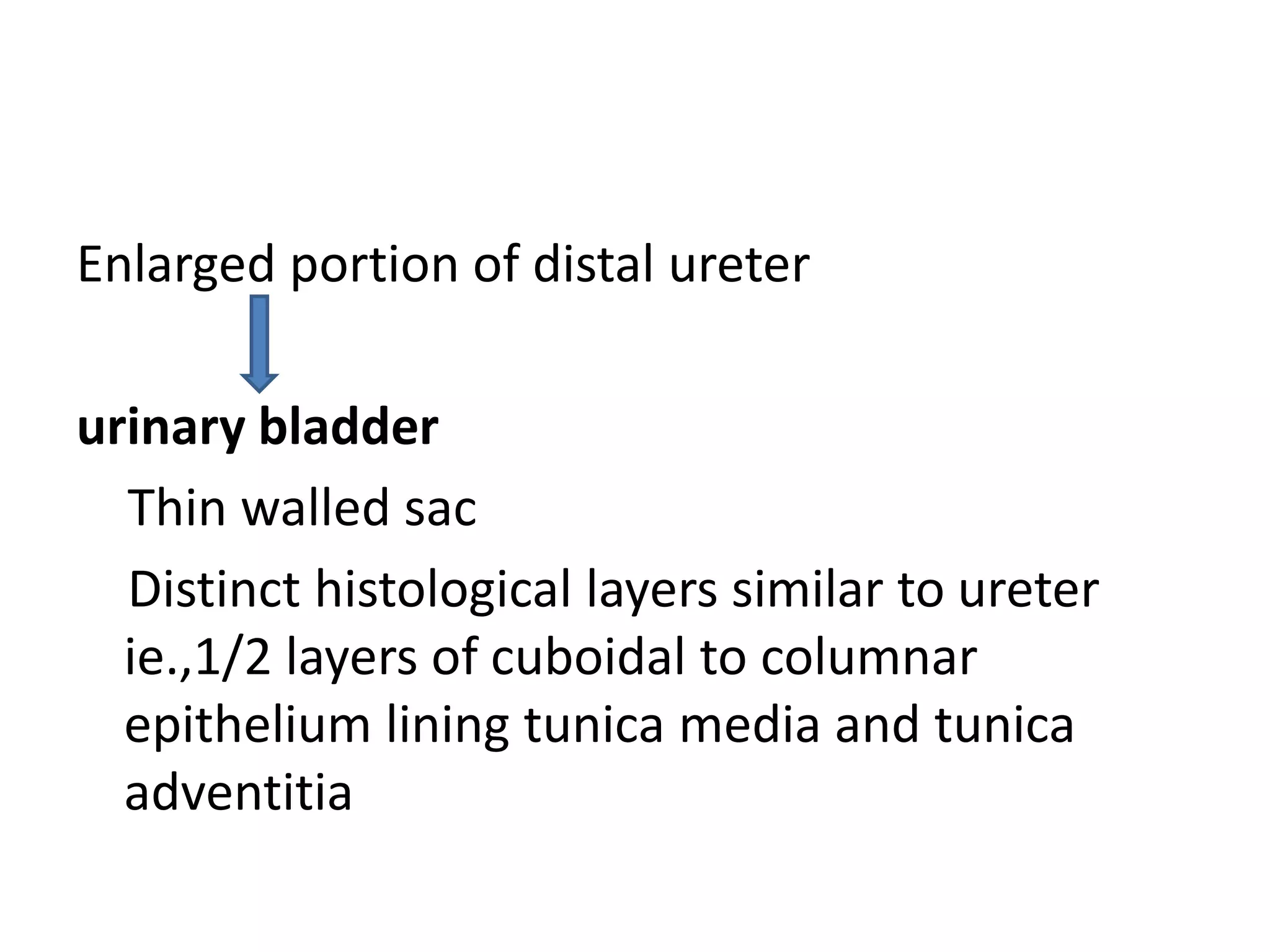 Excretory system of fishes | PPTX