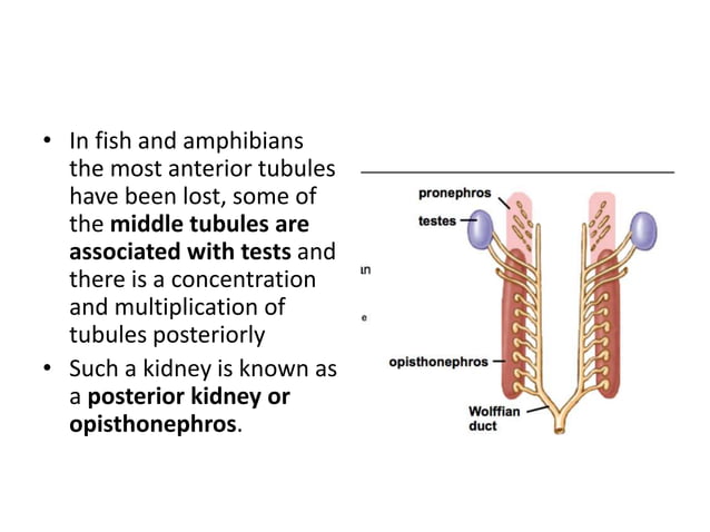 Excretory system of fishes | PPTX
