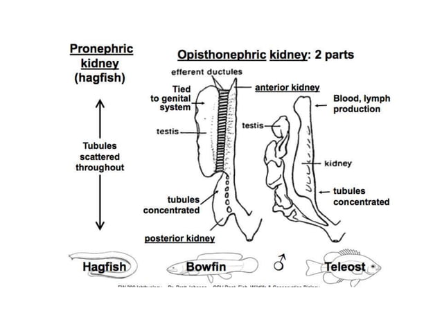 Excretory system of fishes | PPTX