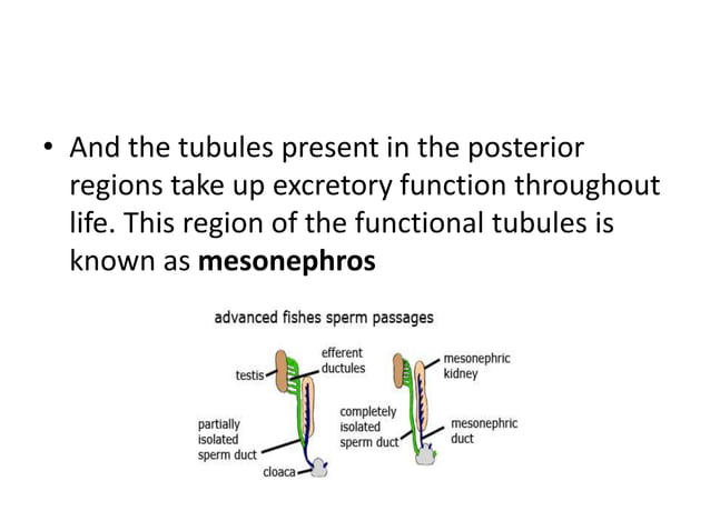 Excretory system of fishes | PPTX