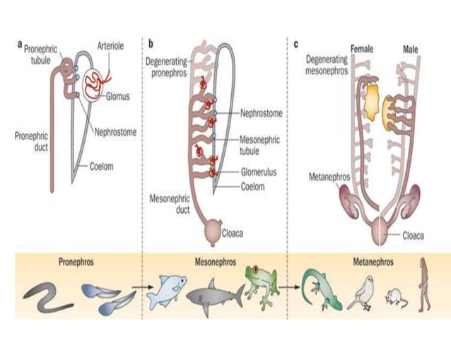 Excretory system of fishes | PPTX