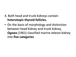 Excretory system of fishes | PPTX