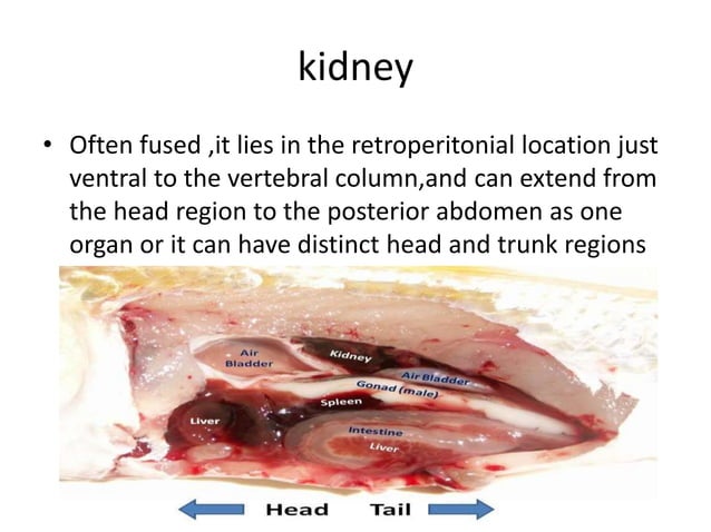 Excretory system of fishes | PPTX