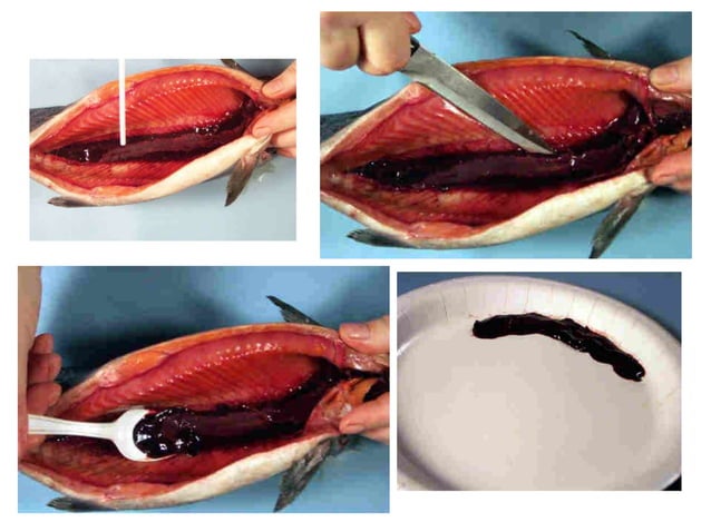 Excretory system of fishes | PPTX