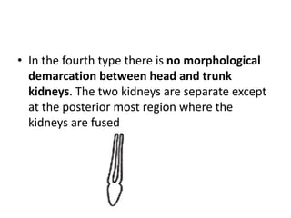 Excretory system of fishes | PPTX