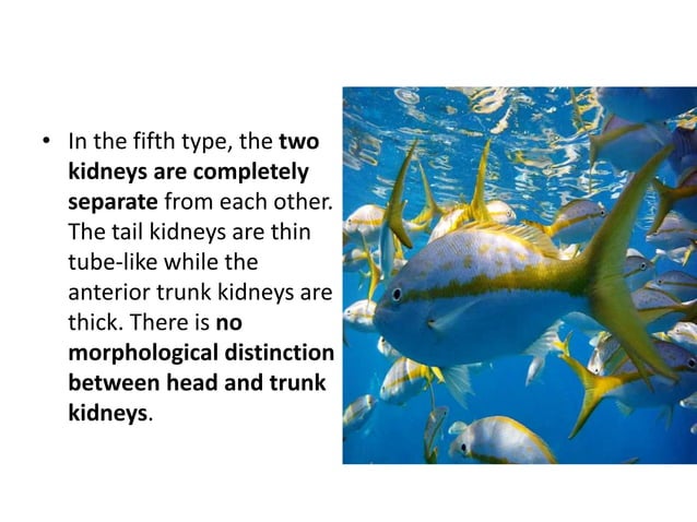 Excretory system of fishes | PPTX