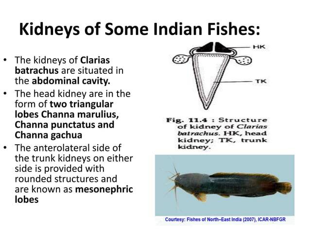 Excretory system of fishes | PPTX