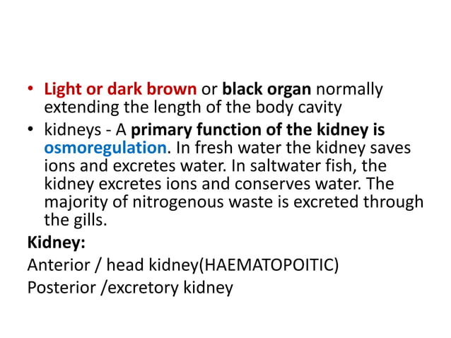 Excretory system of fishes | PPTX
