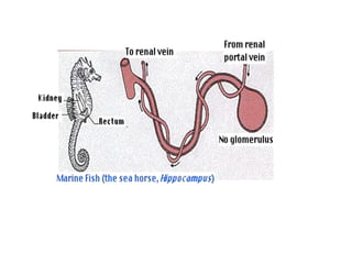 Excretory system of fishes | PPTX