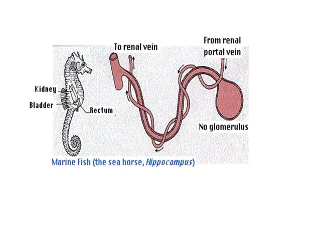Excretory system of fishes | PPTX