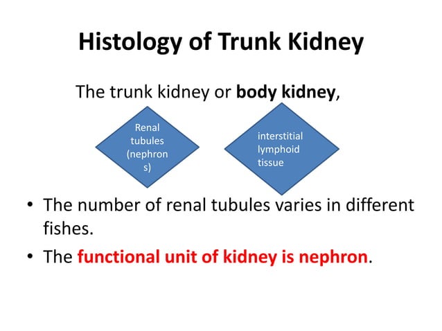Excretory system of fishes | PPTX
