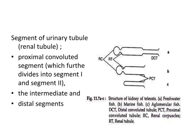 Excretory system of fishes | PPTX