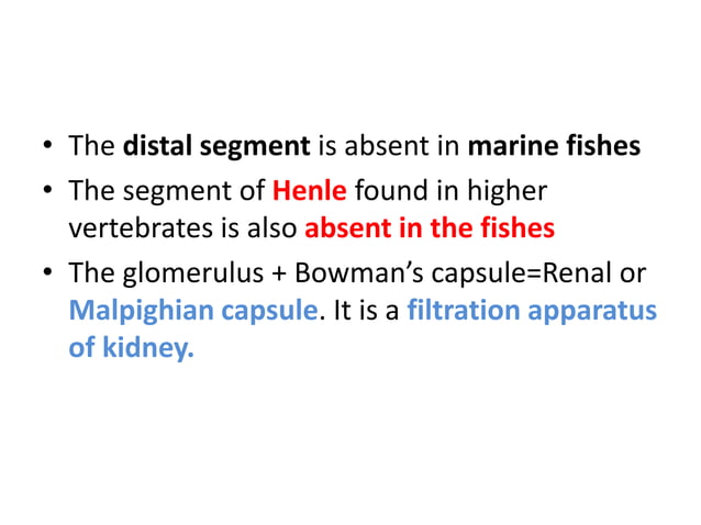 Excretory system of fishes | PPTX