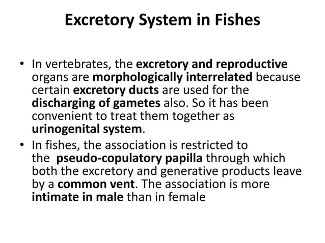 Excretory system of fishes | PPTX