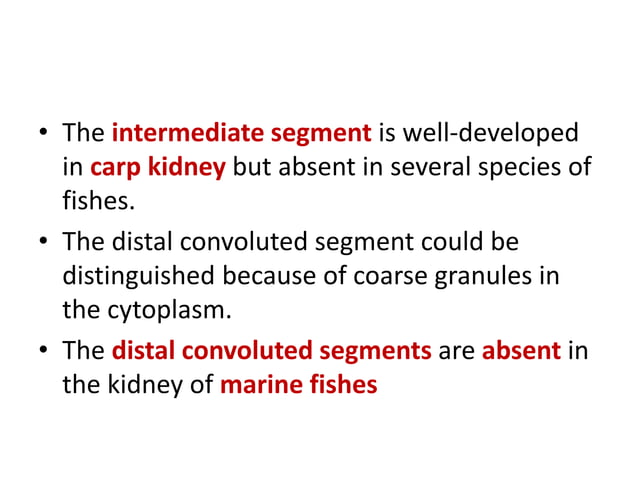 Excretory system of fishes | PPTX