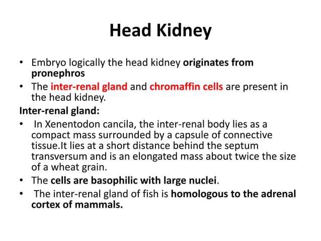 Excretory system of fishes | PPTX